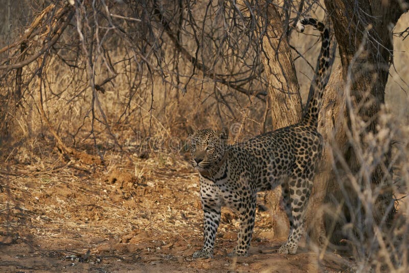 Leopard Marking Its Territory in Namibia Stock Photo - Image of africa ...