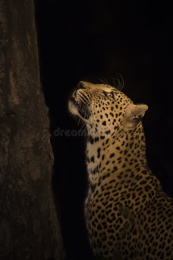 Leopard Marks His Territory on a Tree in Darkness Stock Image - Image ...