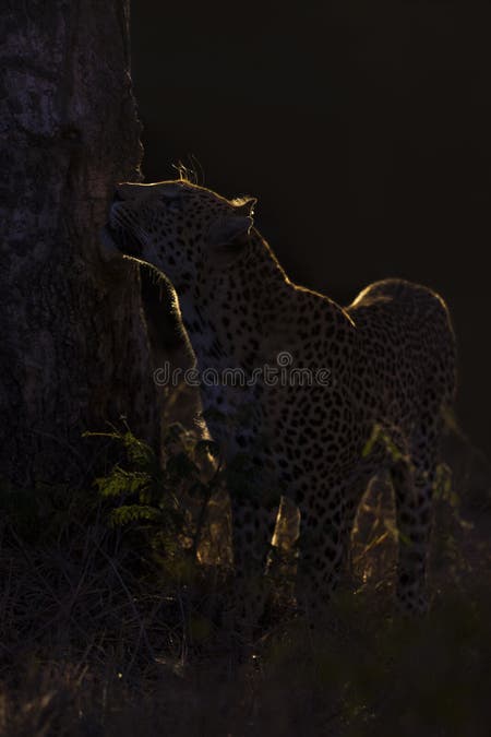 Leopard Marks His Territory on a Tree in Darkness Stock Image - Image ...
