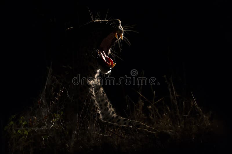 112 Leopard Marks Stock Photos - Free & Royalty-Free Stock Photos from ...