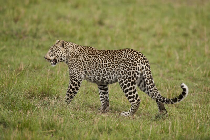 Leopard in Masai Mara stock photo. Image of mara, wild - 29672432
