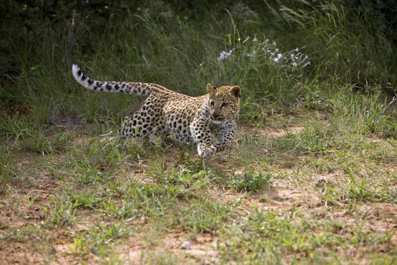 PANTHERE LEOPARD Panthera Pardus Stock Image - Image of wildlife ...