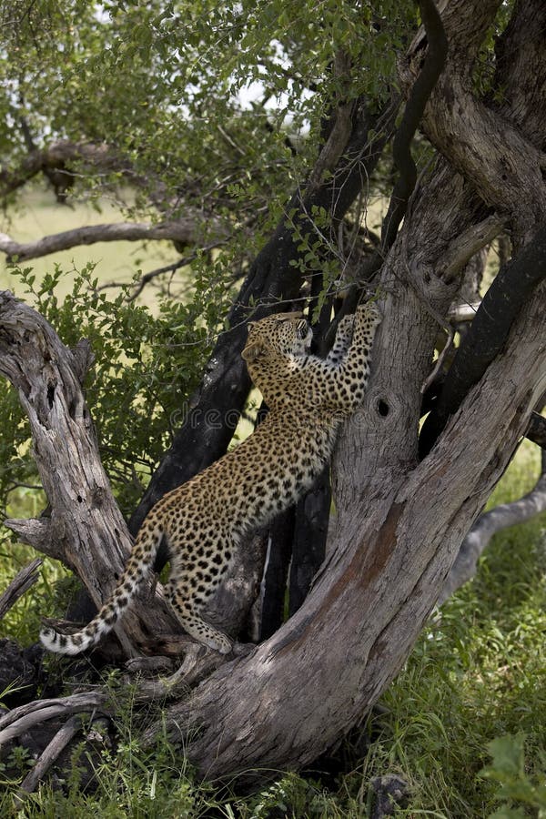 PANTHERE LEOPARD Panthera Pardus Stock Image - Image of pardus ...