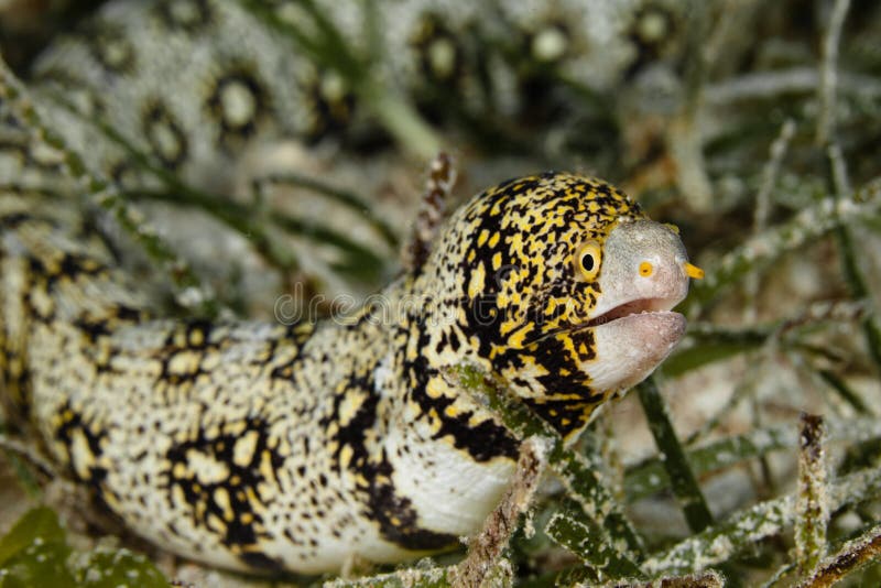 Leopard moray eel stock photo. Image of fish, sealife - 32828678