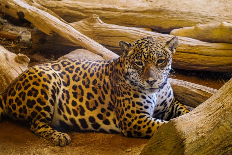 Leopard with Morning Sunset Sit on Floor Space for Font Stock Photo ...
