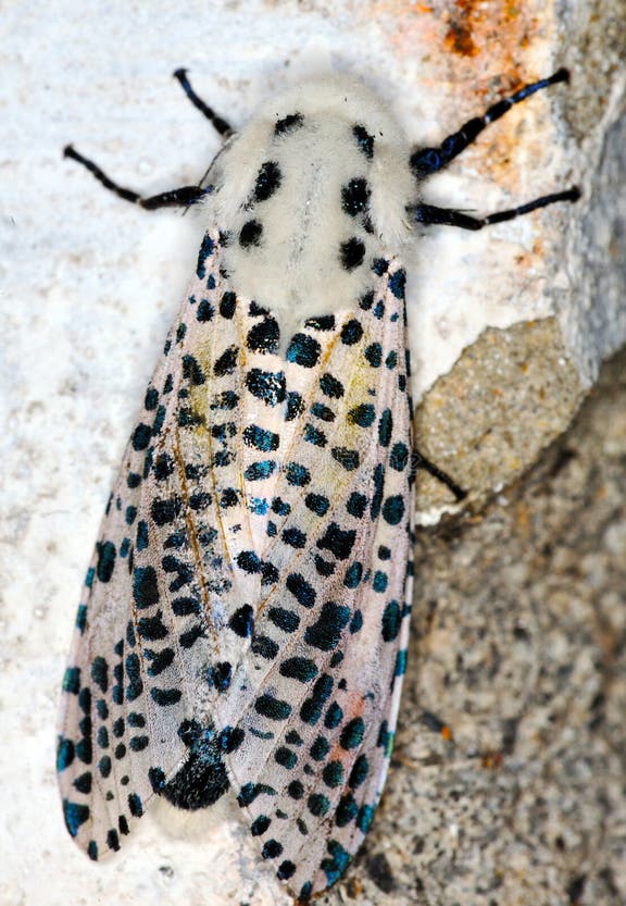 Leopard Moth stock photo. Image of insect, caterpillar - 18363158