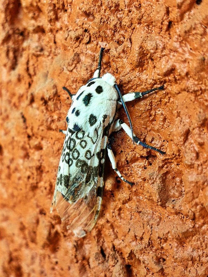 Leopard moth stock image. Image of insect, nature, giant - 77435123