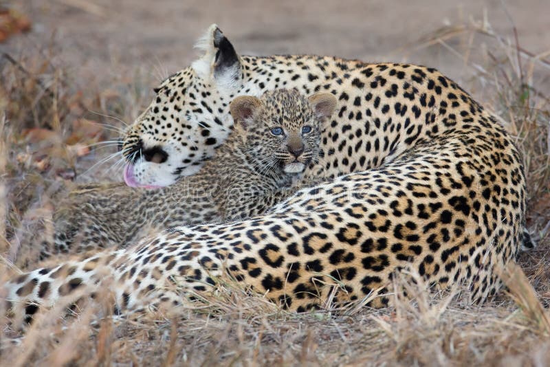 Leopard Mother Cares for Her Cub in Gathering Darkness Stock Photo ...
