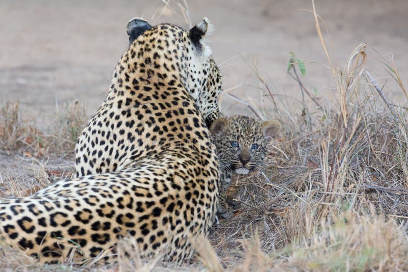 Leopard Mother Cares for Her Cub in Gathering Darkness Stock Image ...