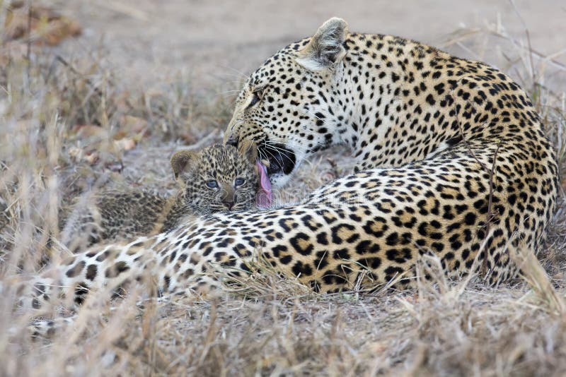 Leopard Mother Cares for Her Cub in Gathering Darkness Stock Photo ...