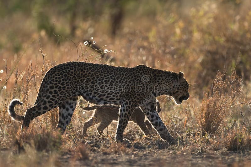 Leopard mother and cub stock image. Image of mammals, mothers - 6784093