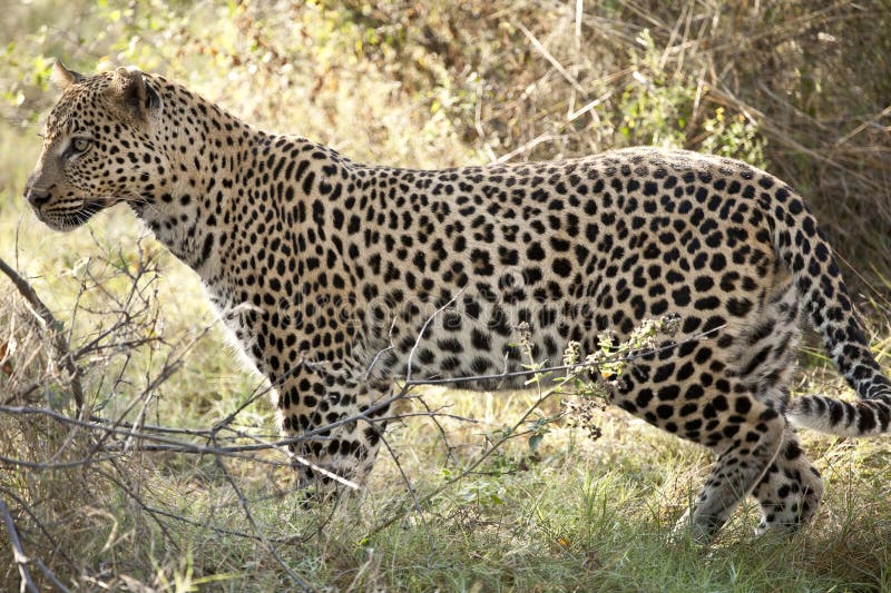 Leopards Feet Stock Photos - Free & Royalty-Free Stock Photos from ...