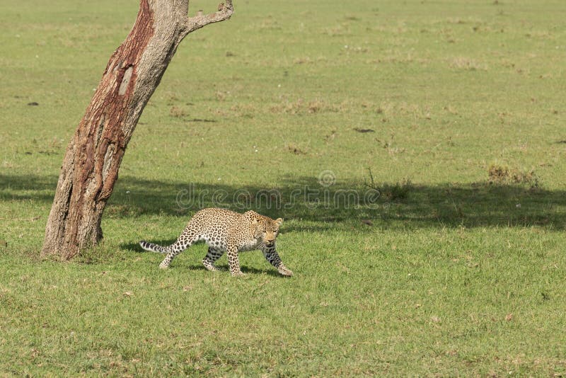 Leopard Moving on the Grasslands Stock Photo - Image of cautiously ...