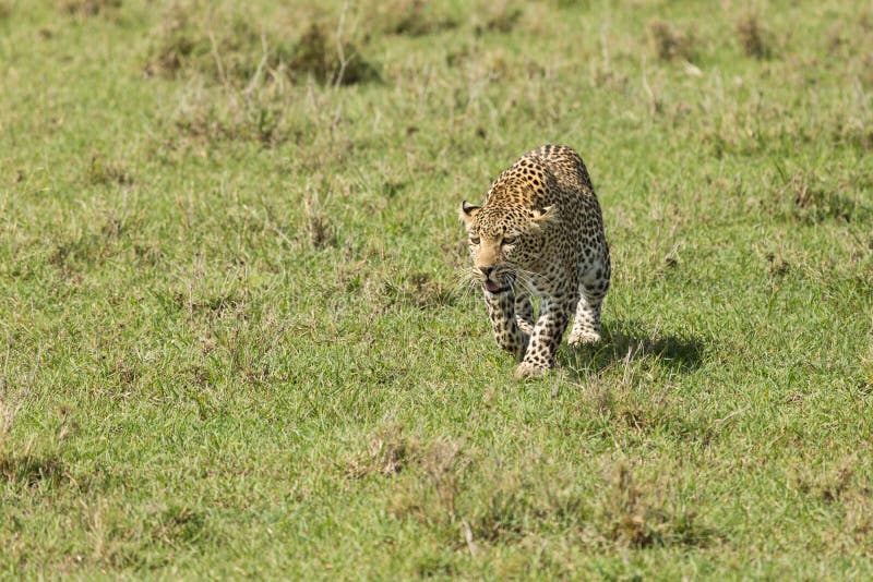 Leopard Moving on the Grasslands Stock Image - Image of moving, moves ...