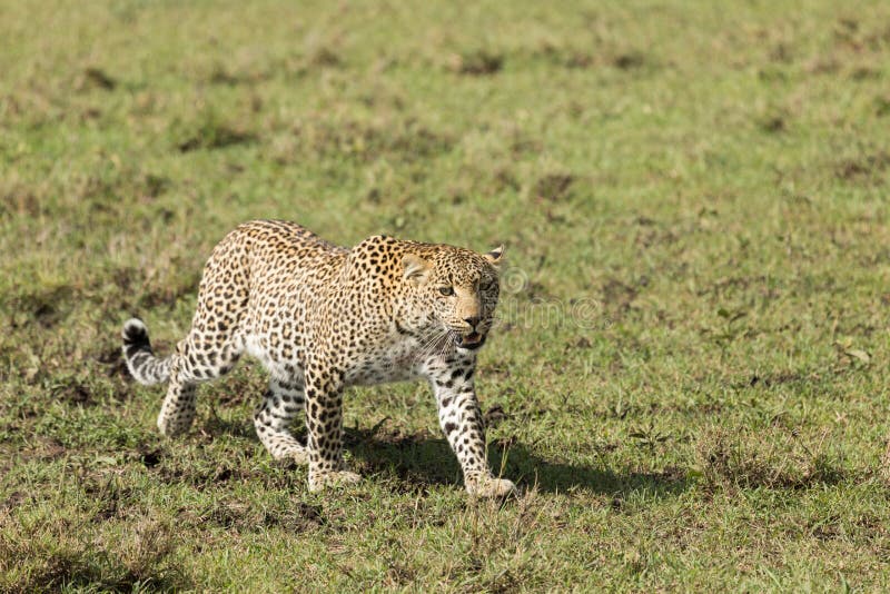 Leopard Moving on the Grasslands Stock Image - Image of walking, africa ...