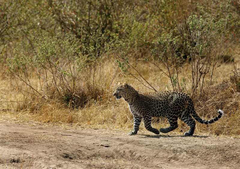Leopard Moving in Its Habitat, Masai Mara Stock Photo - Image of feline ...