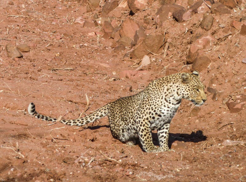 Leopard in Namibia stock photo. Image of desert, wildlife - 88756476