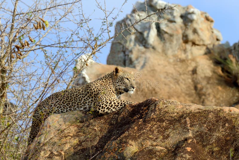 Leopard in National Park of Kenya Stock Photo - Image of powerful ...