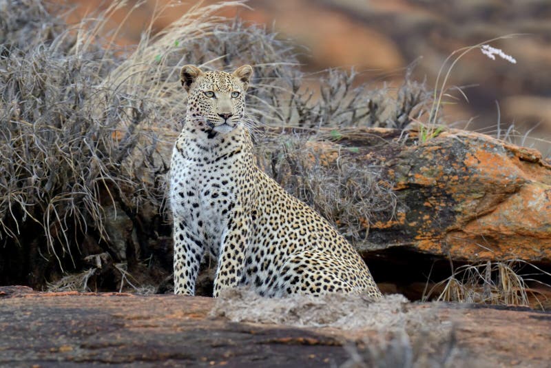 Leopard in National Park of Kenya Stock Photo - Image of kenya, black ...