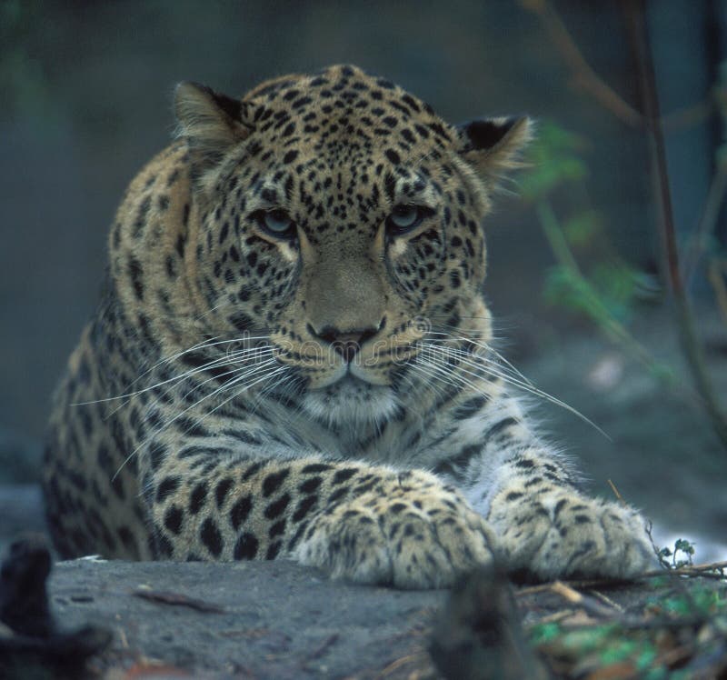 Leopard stock image. Image of eyes, portrait, white, wood - 226667