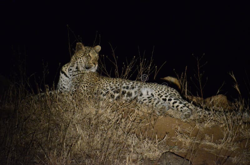 Leopard at night stock image. Image of african, spots - 61236607