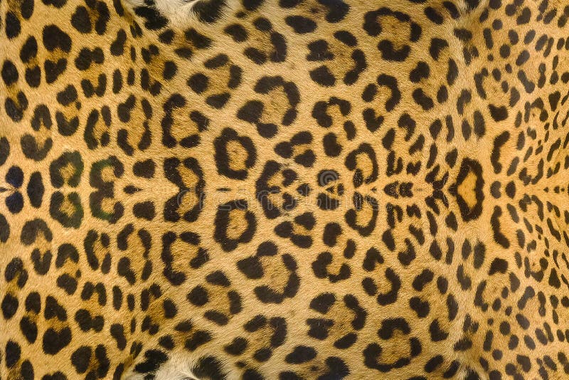 314 Ocelot Skin Pattern Stock Photos - Free & Royalty-Free Stock Photos ...