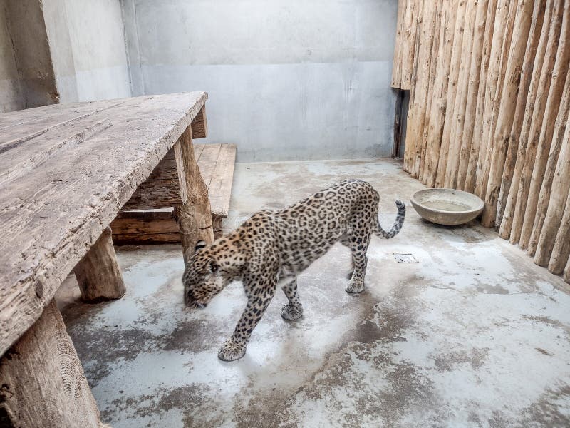Leopard at Oradea Zoo, Romania Stock Image - Image of leopard, oradea ...