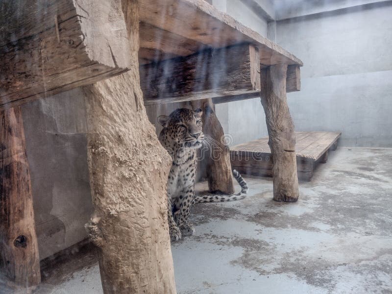 Leopard at Oradea Zoo, Romania Stock Photo - Image of outdoor, blur ...