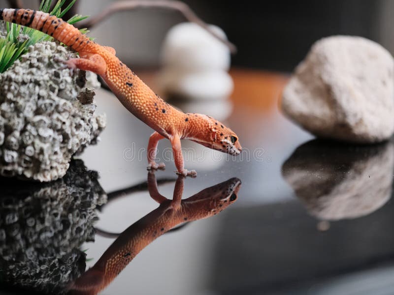 Leopard Orange Gecko stock image. Image of insect, animal - 263776643