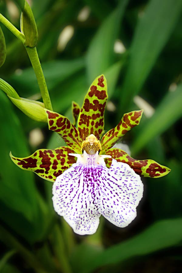 Leopard Orchid stock image. Image of plant, bloom, orquidea - 12377511