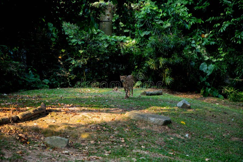 Leopard out on the walk stock image. Image of backyard - 229647601