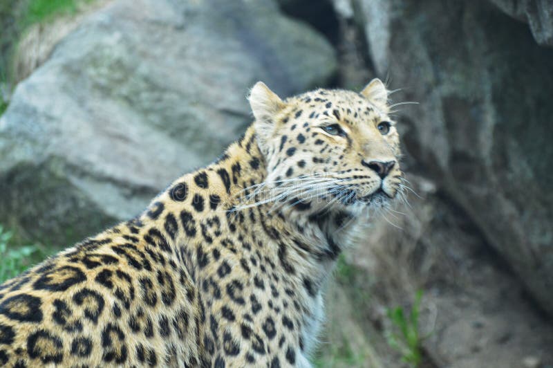 Leopard stock photo. Image of enrichment, attraction - 91789582
