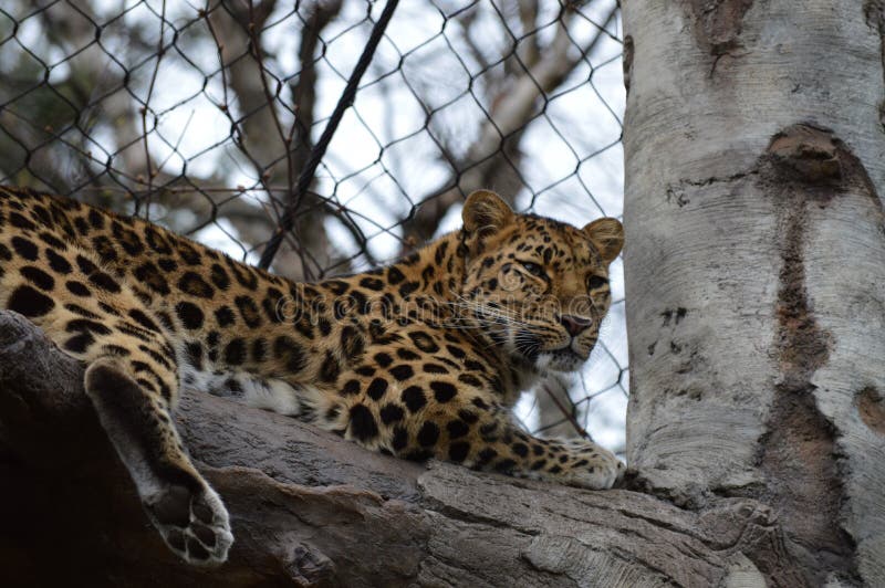 Leopard stock image. Image of black, close, green, center - 91790439