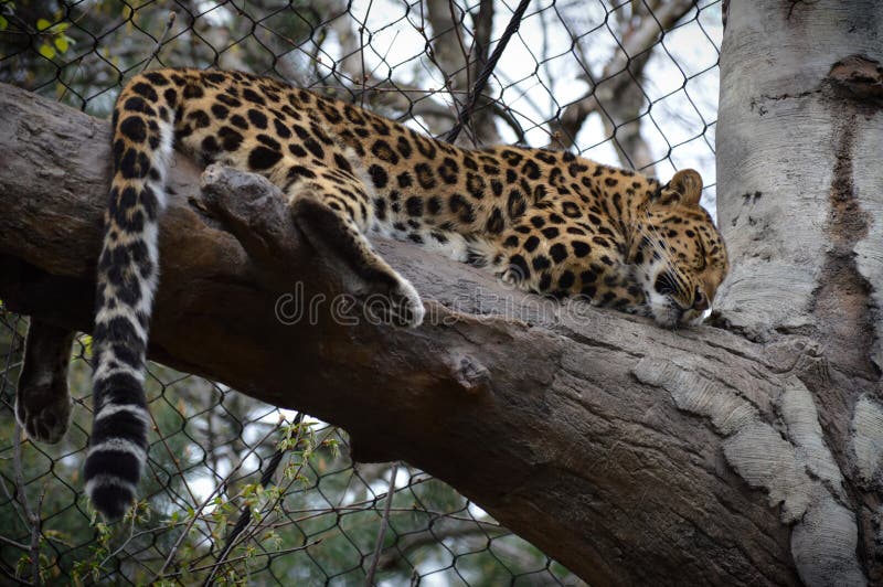 Leopard stock image. Image of black, eyes, adventure - 91791471