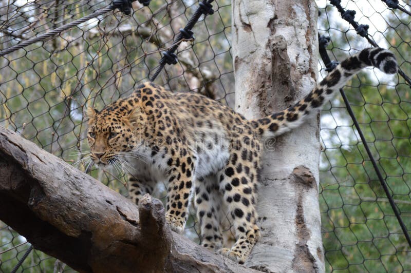 Leopard stock photo. Image of attraction, green, curious - 91792652