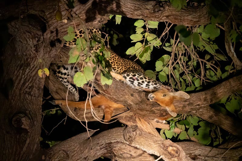 Leopard Over the Tree Eating Puku Antelope Stock Image - Image of tree ...