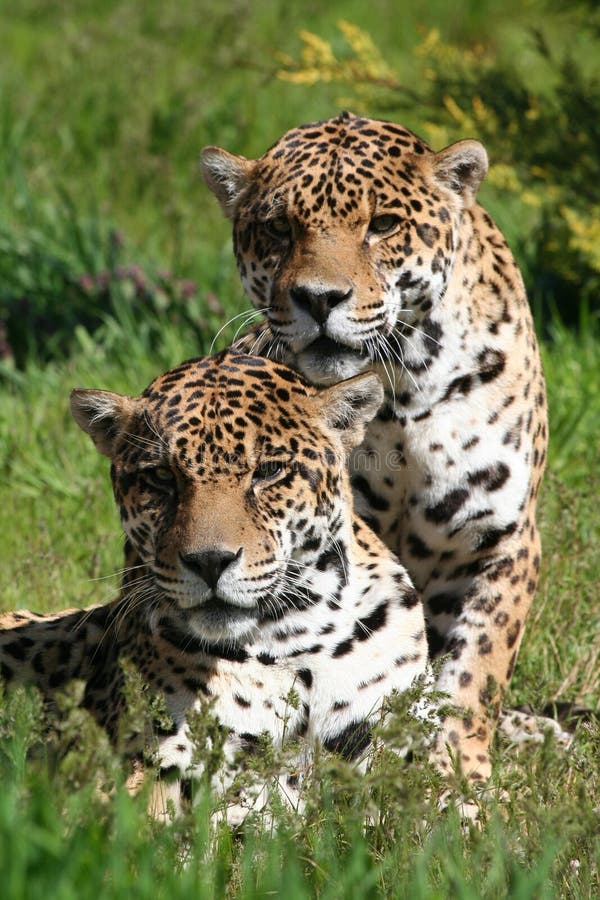 Leopard Pair Facing Foward stock photo. Image of marriage - 24549224