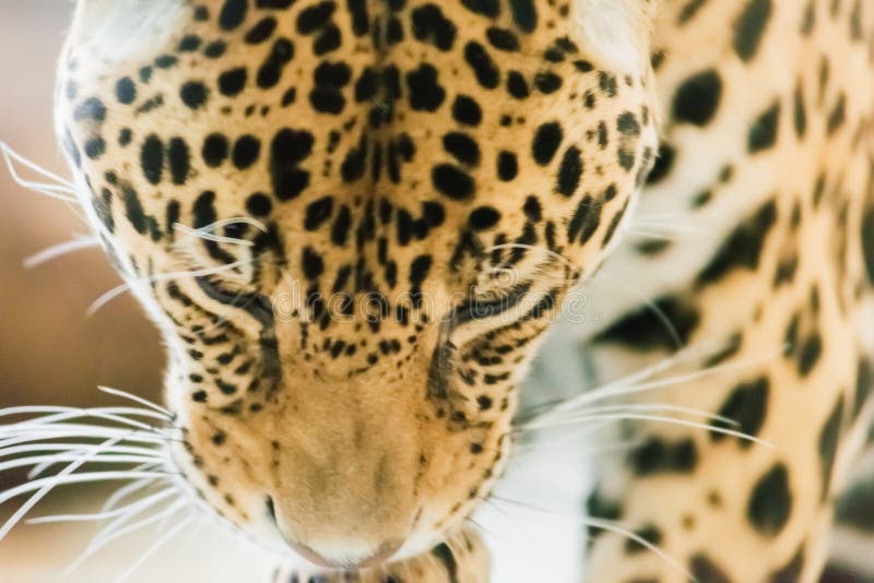 Leopard Pantera Padus Kotiya in the Rock Stock Photo - Image of pattern ...