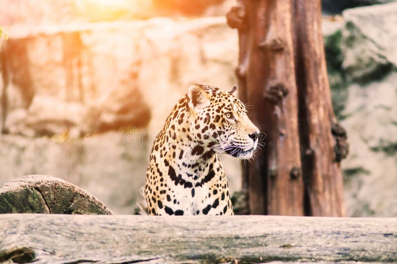 Leopard Pantera Padus Kotiya in the Rock Stock Image - Image of african ...