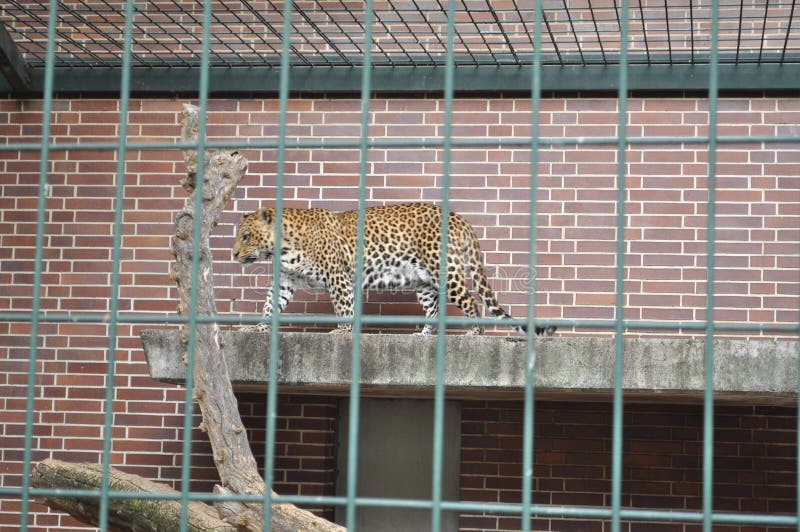 Leopard Panther Big Cat in a Cage in a Zoo Behind Bars Stock Photo ...