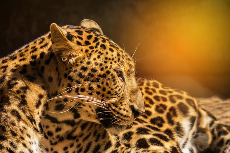 106 Panther Relaxation Stock Photos - Free & Royalty-Free Stock Photos ...