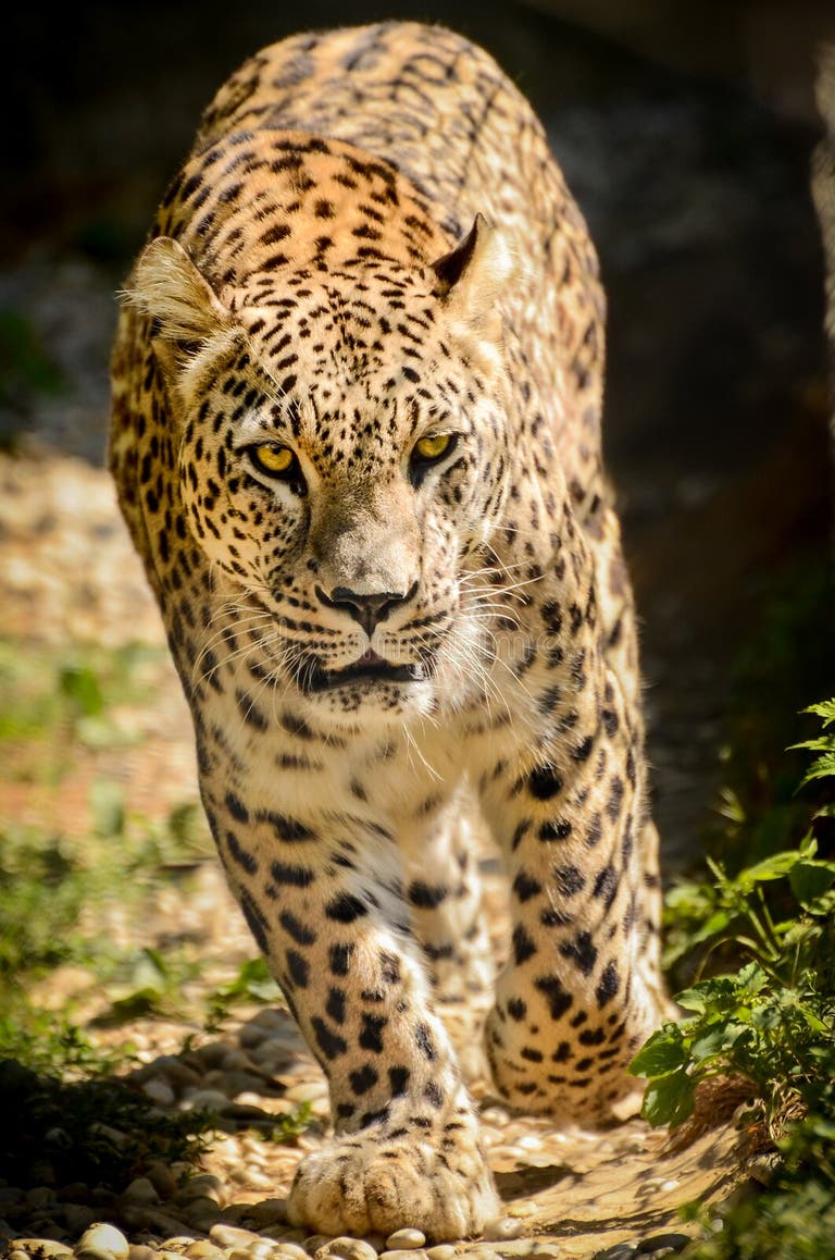 1,484 Leopard Running Stock Photos - Free & Royalty-Free Stock Photos ...