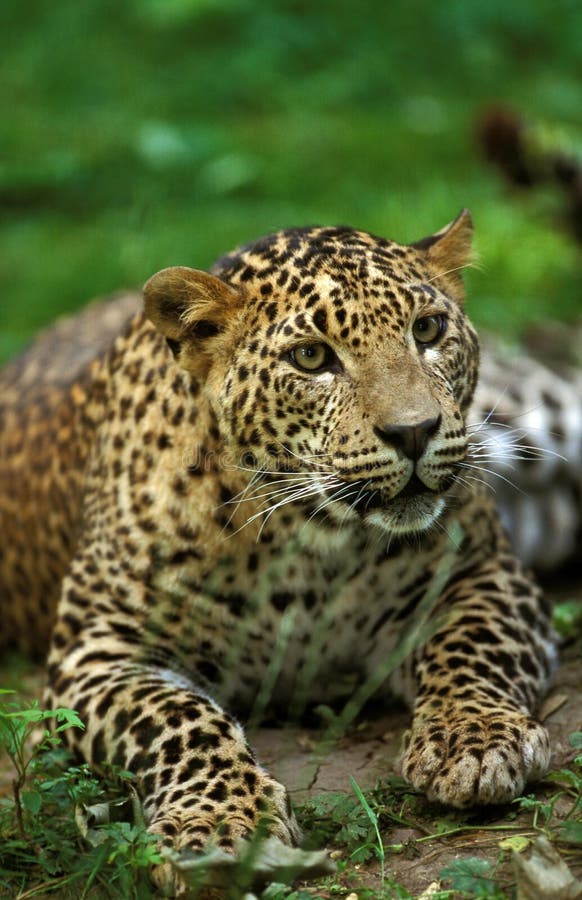 Leopard, Panthera Pardus, Adult Laying Stock Image - Image of pardus ...