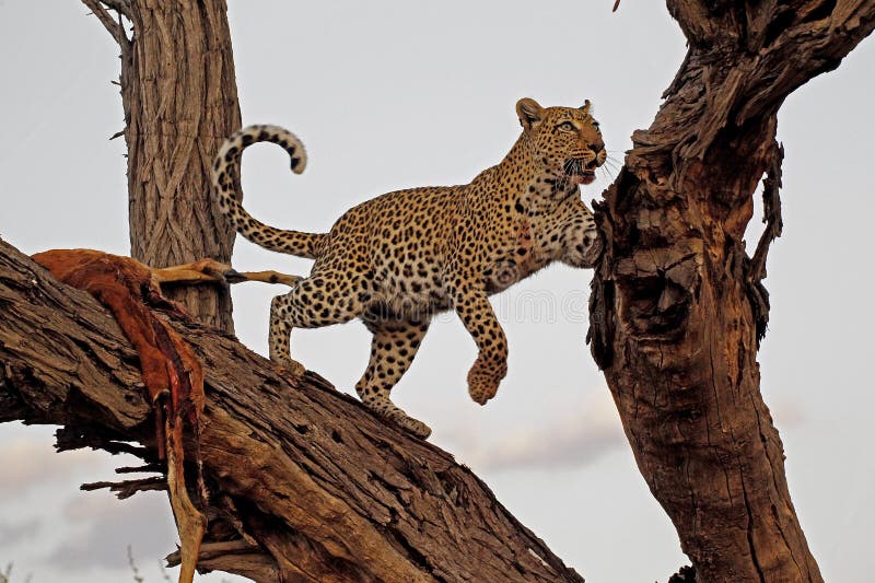 Leopard, Panthera Pardus, Adult Standing in Tree, with a Kill, Moremi ...