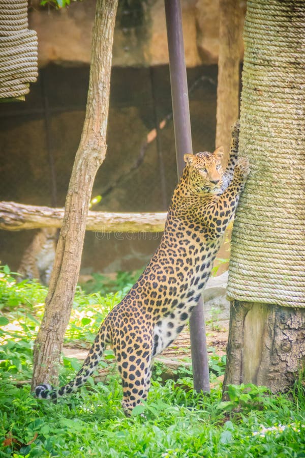 Leopard (Panthera Pardus) is Climbing on the Scaffold on the Trees. the ...