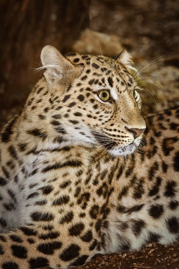 Leopard Panthera Pardus stock photo. Image of feline - 133705014