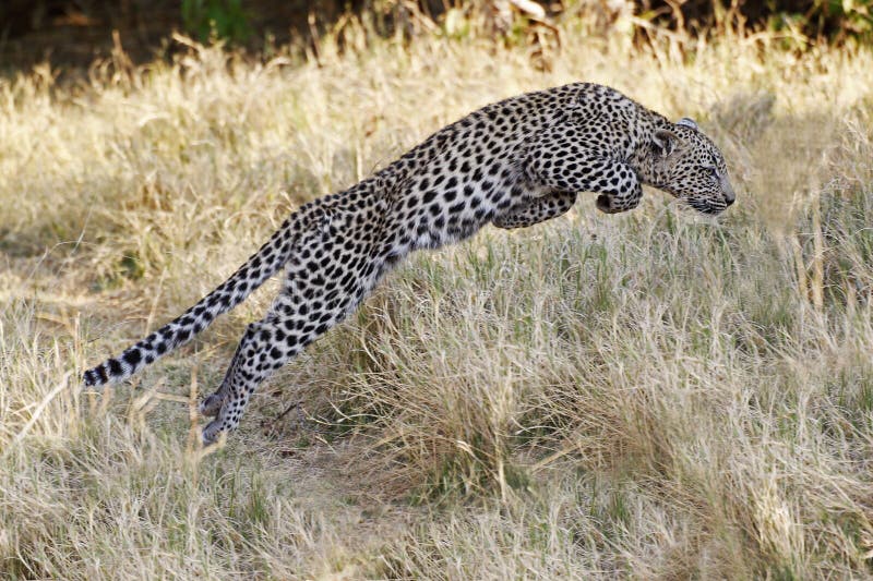 Leopard, Panthera Pardus, Cub Leaping, Moremi Reserve, Okavango Delta ...
