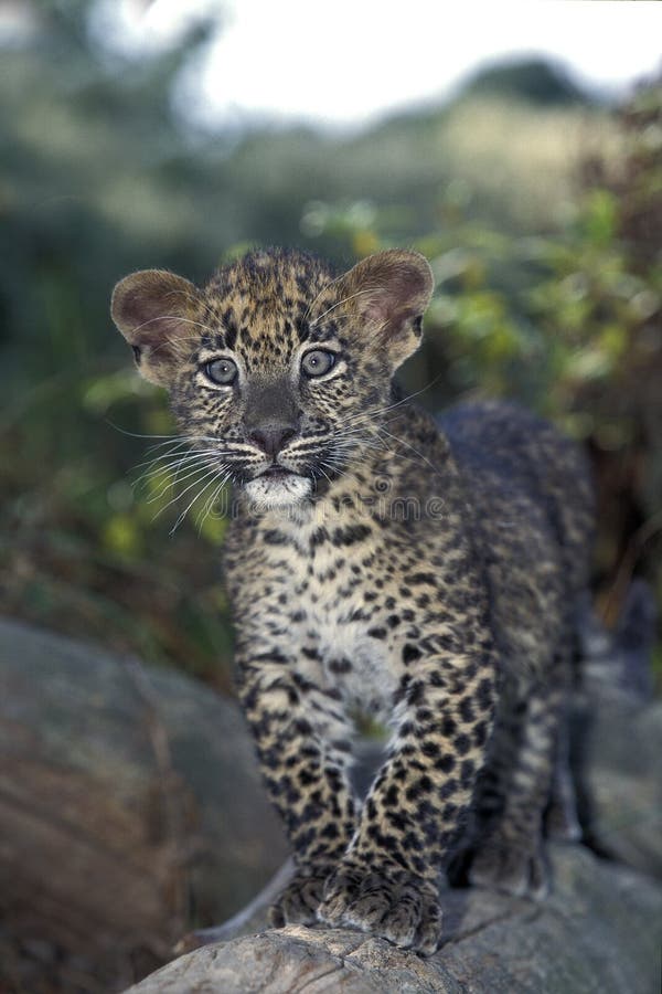 PANTHERE LEOPARD Panthera Pardus Stock Image - Image of standing, full ...