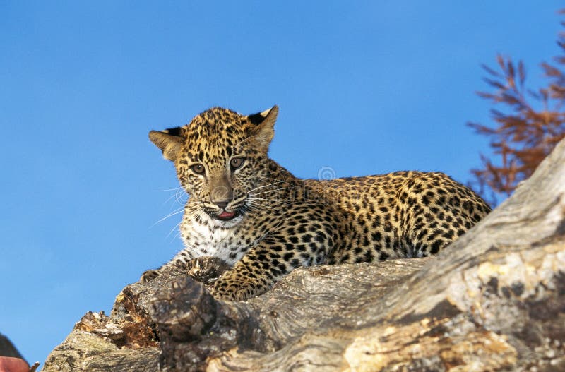 LEOPARD Panthera Pardus, CUB STANDING on TREE TRUNK Stock Photo - Image ...
