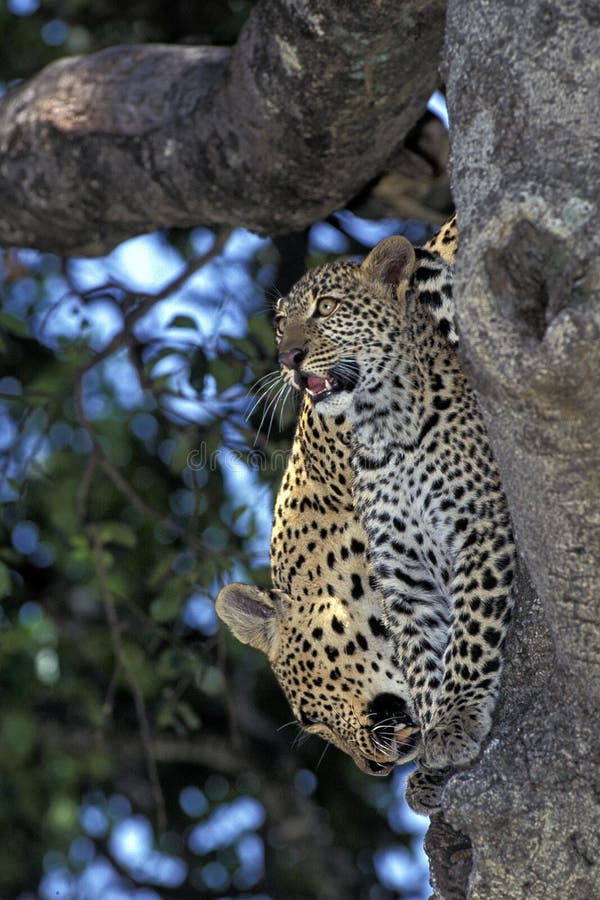 LEOPARD Panthera Pardus, FEMALE with CUB STANDING in TREE Stock Photo ...